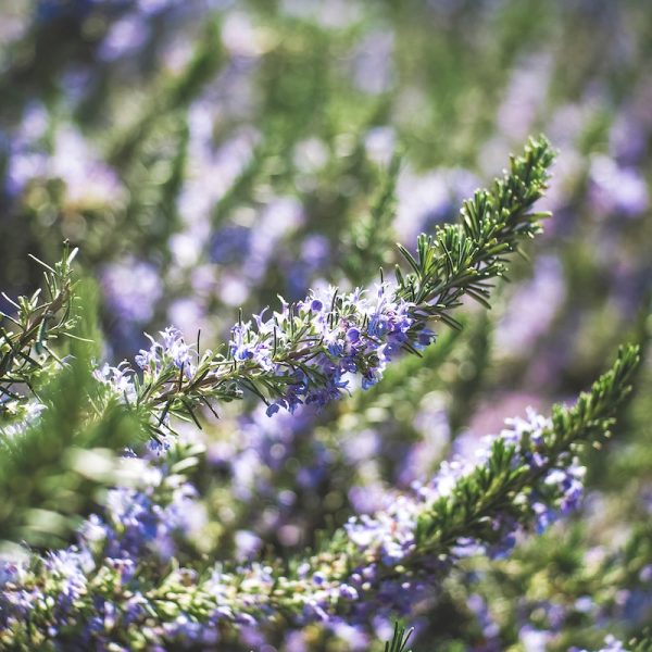 Palmers Garden Centre - Leicestershire’s Best Garden Centre